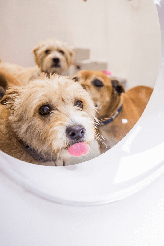 Lost and found pets | Lort Smith Animal Hospital